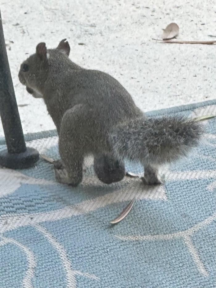 This squirrel got some nuts - 9GAG