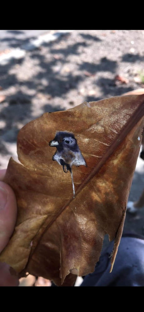 Best Funny poop Memes - 9GAG