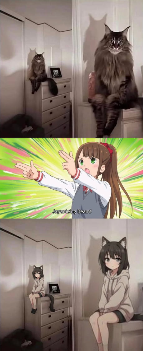 Best Funny cat girl Memes - 9GAG