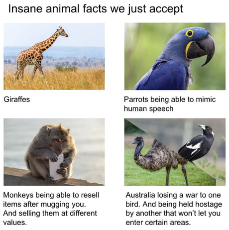 Best Funny emu Memes - 9GAG