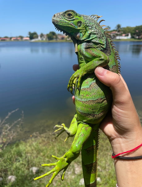 Best Funny iguana Memes - 9GAG